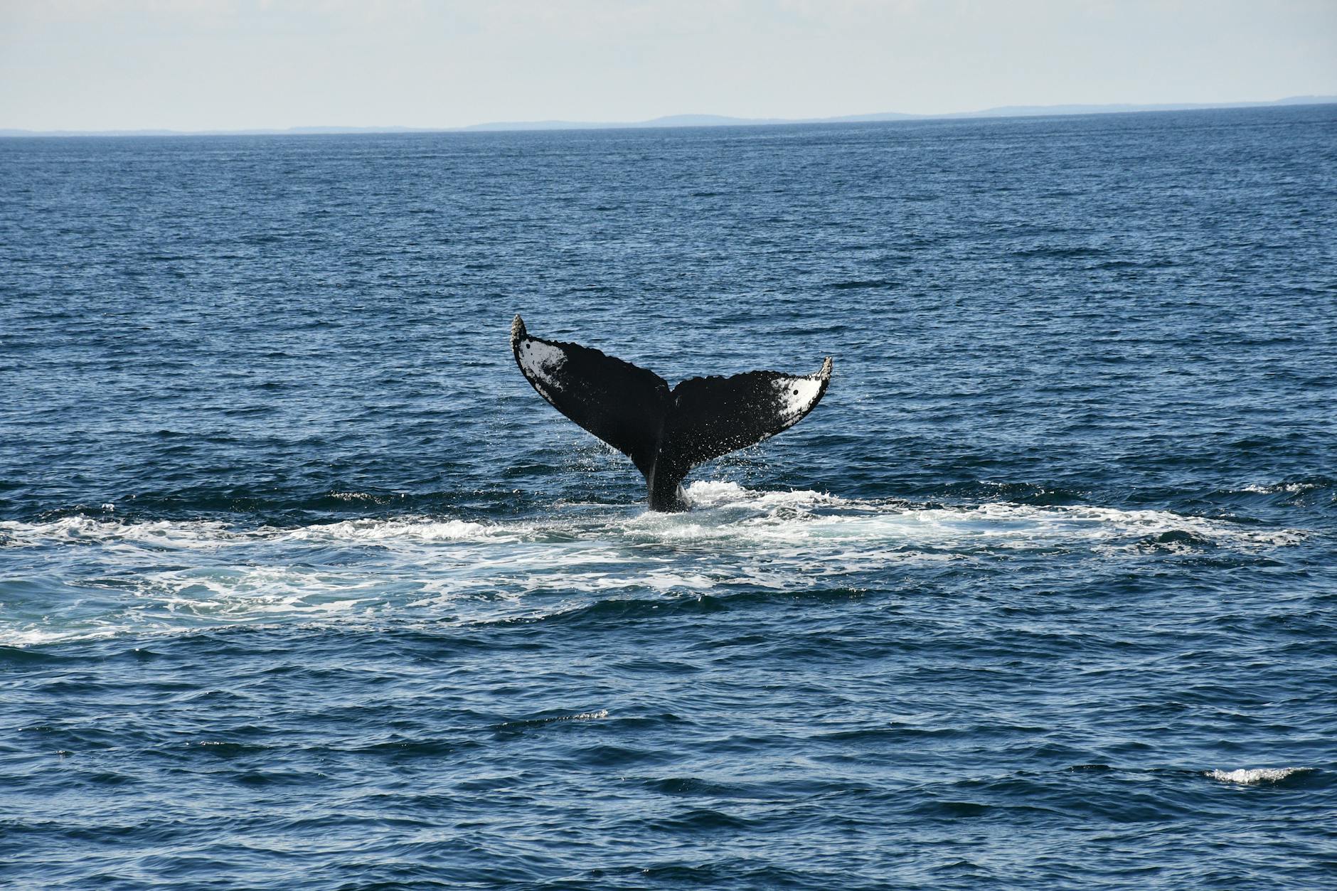Whale tail emerging from the ocean surface against blue sky