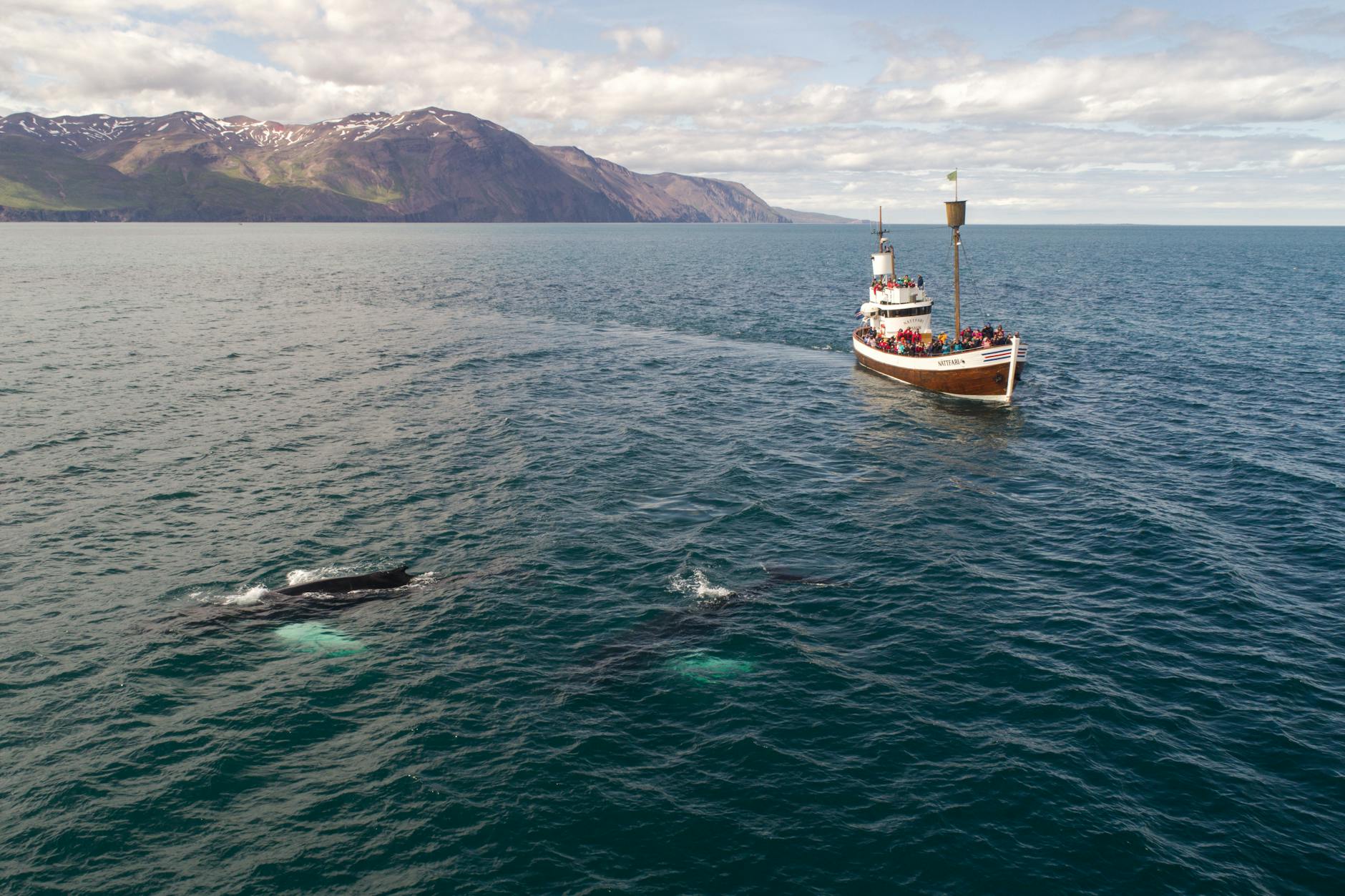 Tourists in small boat admiring wild whale during whale watching tour