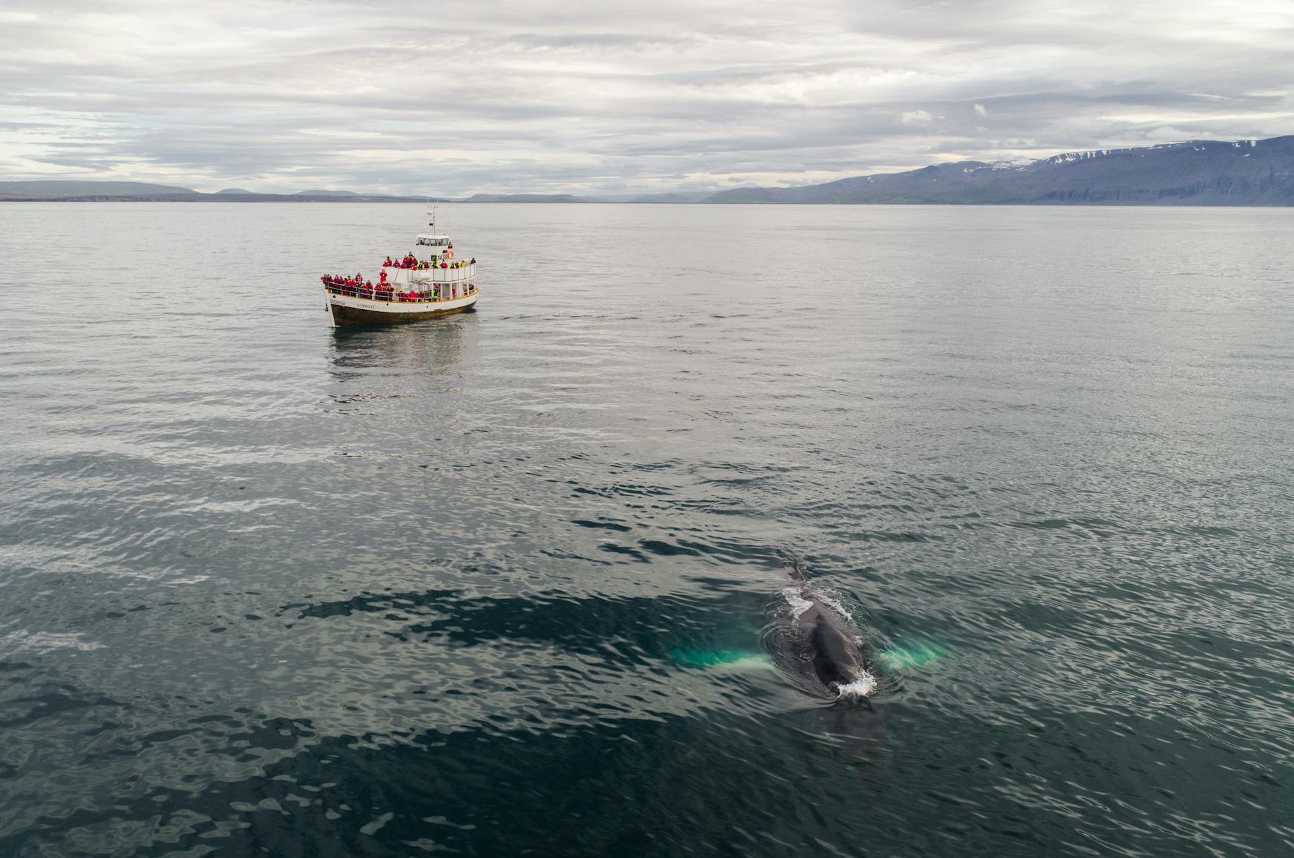 Fishing boat with travelers floating in sea during whale watching