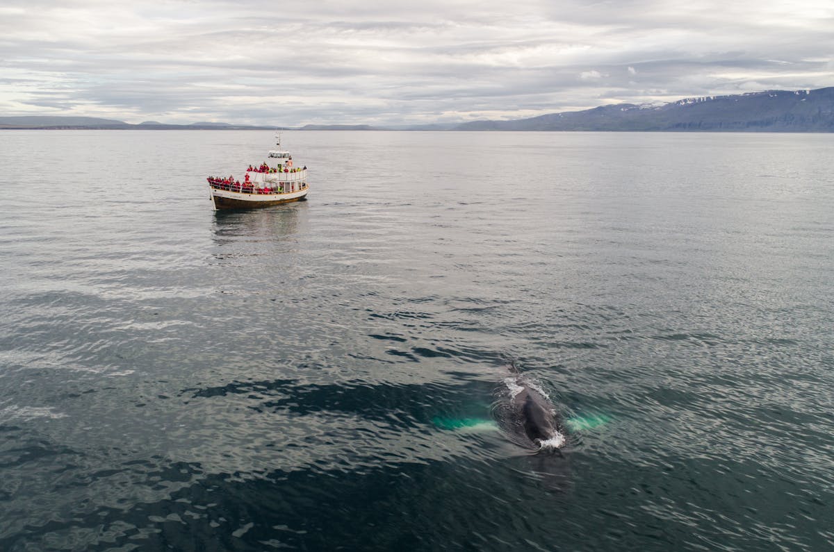 Traditional boat with travelers floating in sea during whale watching