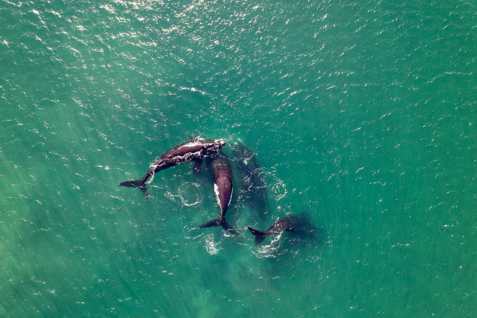 Drone shot of whales swimming gracefully in the open ocean