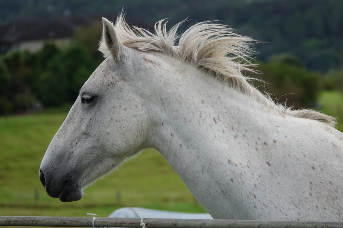 Portrait of a white horse