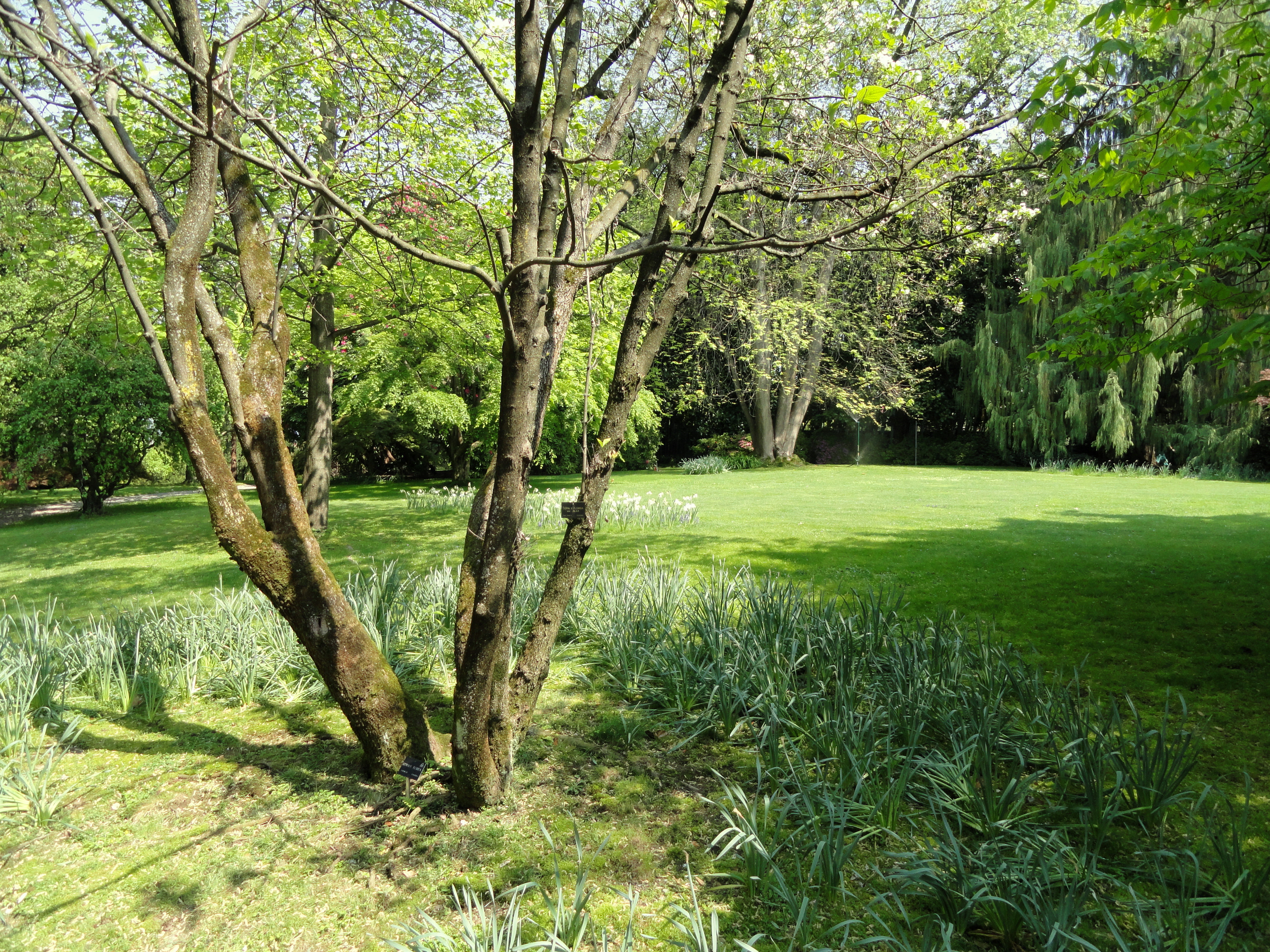 Lush botanical gardens with exotic plants on Isola Madre, Lake Maggiore