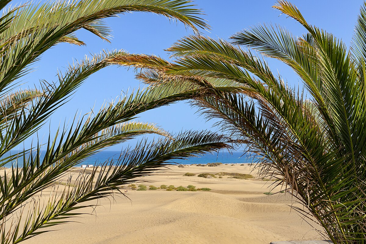 Palm trees growing near the Maspalomas Dunes in Gran Canaria