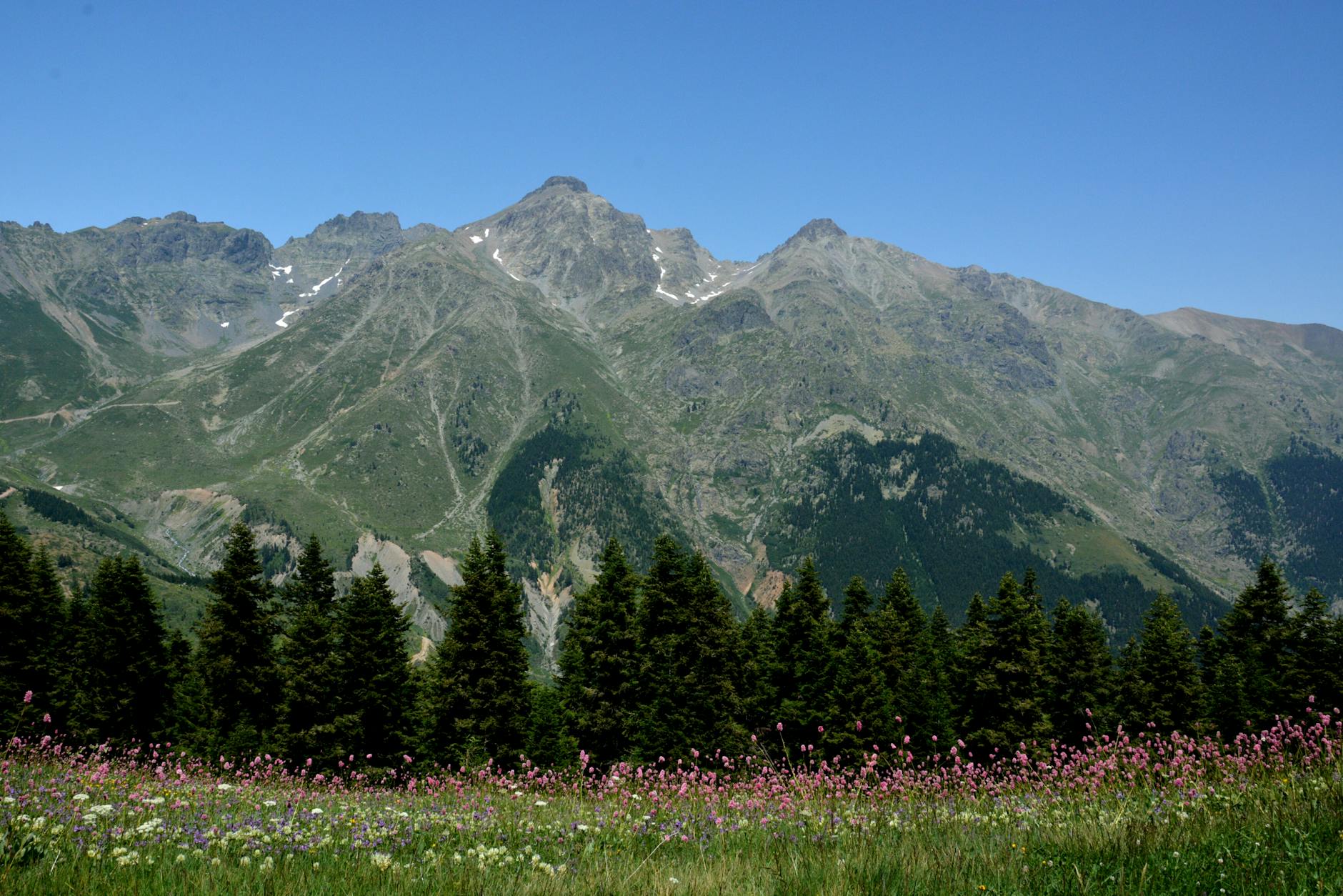 Mountain meadow with colorful wildflowers