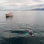 Whale watching boat on the ocean