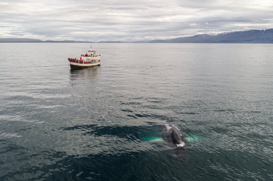 Whale watching boat on the ocean