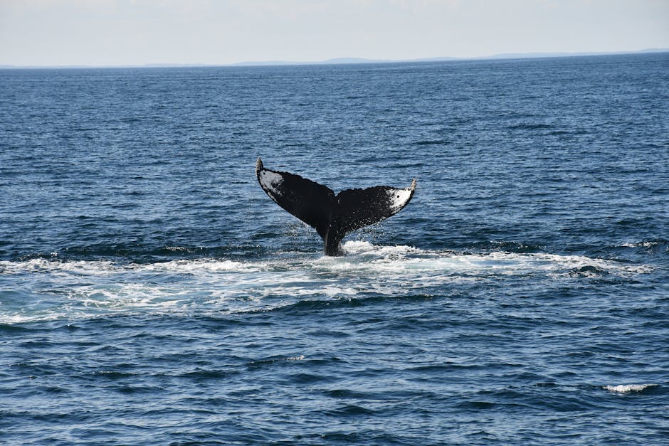 Humpback whale surfacing in the ocean